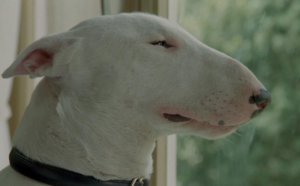 13 Dog Horror Movies to Get You Through the Dog Days of Summer ...